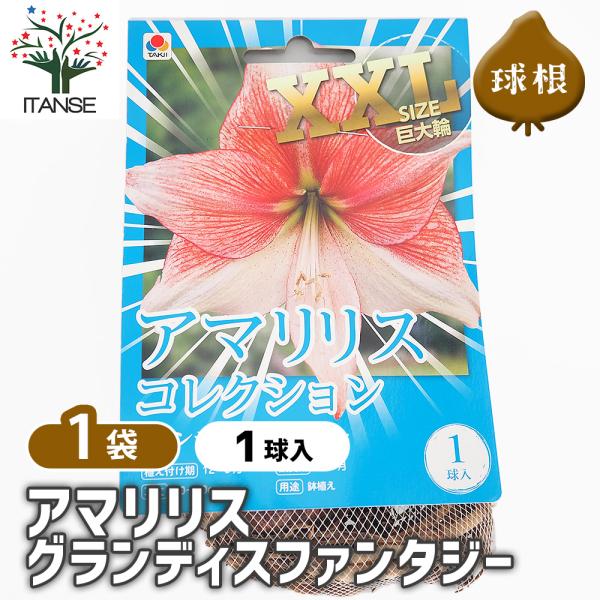 【品種特徴】 手のひらサイズを超える巨大な花を咲かせる、特大XXLサイズの球根です。 「グランディスファンタジー」は、鮮やかなサーモンオレンジと純白のグラデーションが大変美しい品種です。 XXLサイズの特大球根なので栄養がたっぷり蓄えられて...