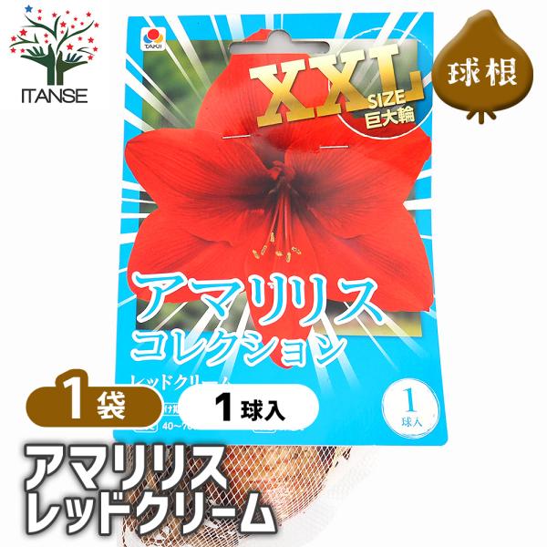 【品種特徴】 手のひらサイズを超える巨大な花を咲かせる、特大XXLサイズの球根です。 「レッドクリーム」は、ベルベットのような質感を持つ、深みのある美しい赤色の花を咲かせます。その鮮やかで情熱的な花姿は、お部屋を豪華に彩ります。 XXLサイ...