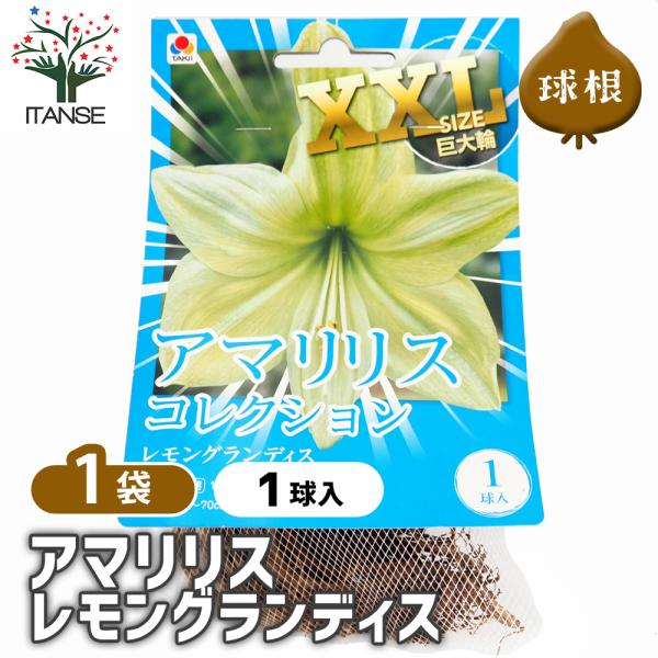 【品種特徴】 手のひらサイズを超える巨大な花を咲かせる、特大XXLサイズの球根です。 「レモングランディス」は、アマリリスとしては珍しい、爽やかなレモンイエローからライムグリーンの花を咲かせます。その清々しい花色は、お部屋の雰囲気を明るくし...