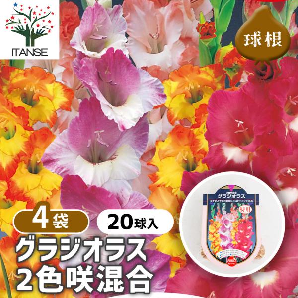 ※品種・花色の内訳はなく、ランダムに詰め合わせておりますので品種・花色指定などはできません。 ※パッケージ通りのお花が咲くわけではございません。予めご了承ください。 【品種特徴】 すっと伸びた花茎に、豪華な大輪の花を穂状に咲かせる、夏花壇の...