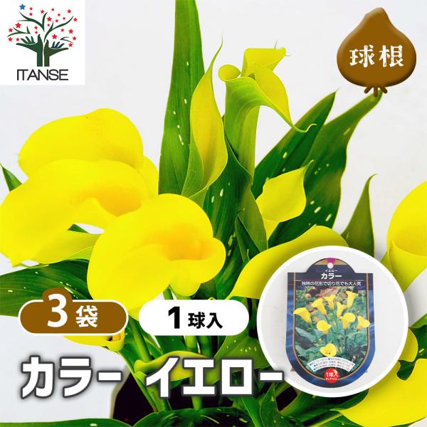 【品種特徴】 シンプルでありながら、洗練された独特の花形が魅力のカラーです。 そのスタイリッシュでエレガントな佇まいは、切り花やブーケとして絶大な人気を誇ります。 花壇や鉢植えを、モダンでお洒落な雰囲気に演出してくれます。【検索キーワード】...