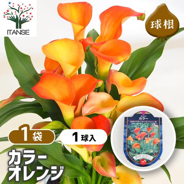 【品種特徴】 シンプルでありながら、洗練された独特の花形が魅力のカラーです。 そのスタイリッシュでエレガントな佇まいは、切り花やブーケとして絶大な人気を誇ります。 花壇や鉢植えを、モダンでお洒落な雰囲気に演出してくれます。【検索キーワード】...