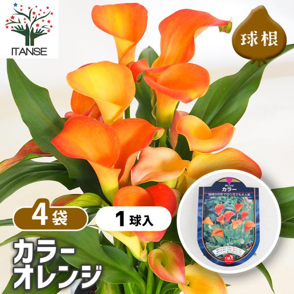 【品種特徴】 シンプルでありながら、洗練された独特の花形が魅力のカラーです。 そのスタイリッシュでエレガントな佇まいは、切り花やブーケとして絶大な人気を誇ります。 花壇や鉢植えを、モダンでお洒落な雰囲気に演出してくれます。【検索キーワード】...