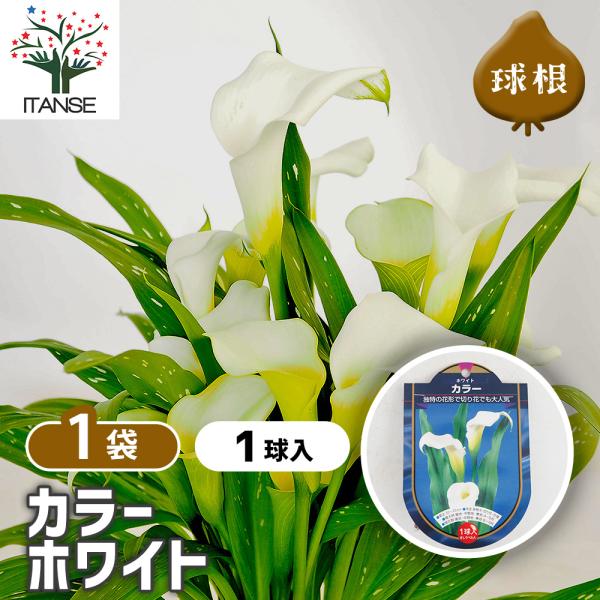 【品種特徴】 シンプルでありながら、洗練された独特の花形が魅力のカラーです。 そのスタイリッシュでエレガントな佇まいは、切り花やブーケとして絶大な人気を誇ります。 花壇や鉢植えを、モダンでお洒落な雰囲気に演出してくれます。【検索キーワード】...