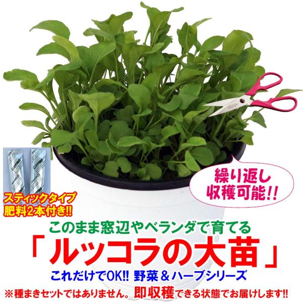 青果のルッコラ(ロケット)は収穫後すぐに劣化しはじめ、ご家庭に届くころには本来の食味・美味しさが薄れてしまいます。だから自分で育てる価値のある野菜なのです。収穫直後のルッコラの最高の美味しさを是非お楽しみください!!※種まきセットではありま...