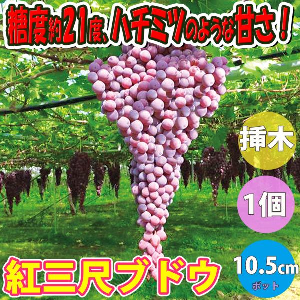 観光ぶどう園でも一番人気の巨大な房! 実は甘く栽培容易!果房重2Kg、長さが60cmにも達する円錐形大房の品種。強健で栽培容易。果皮は美しい紫紅色。果粒8〜10gで長卵形大粒。種がありますが、甘くておいしいぶどうです。迫力の大きさなので贈り...