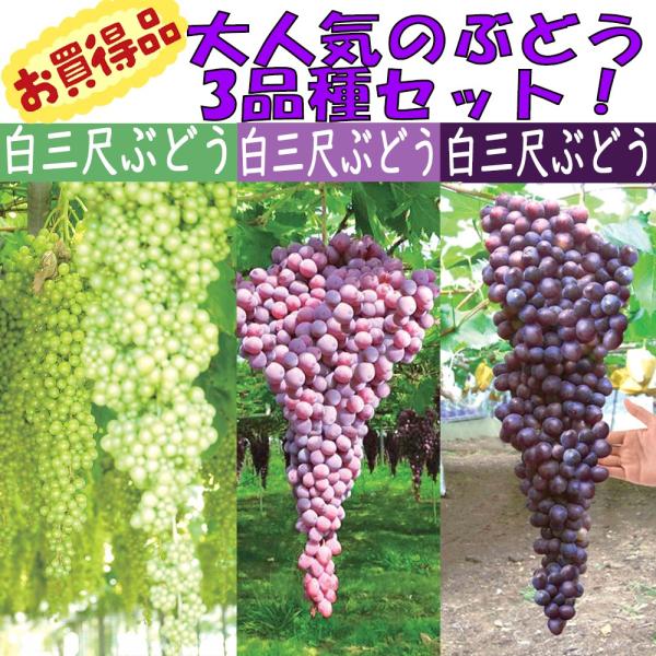 迫力の巨大房ぶどうの3種セット!!希少品!実は甘く栽培容易!学名：Vitaceae Vitisブドウ科ブドウ属　耐寒性落葉蔓性低木原産地：コーカサス地方やカスピ海沿岸（欧州種）　自家結実性有り3品種ともとても強健で育てやすく、初心者の方にも...