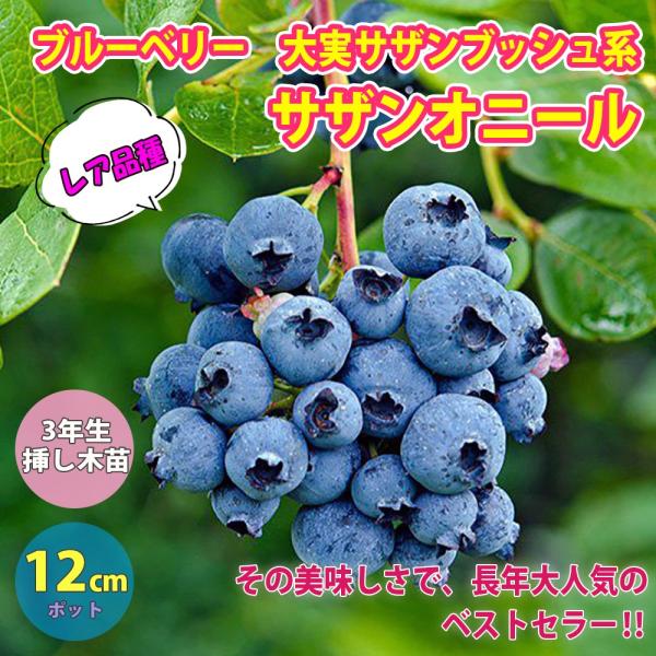 ツツジ科スノキ属シアノコカス節学名：Vaccinium corymbosum落葉低木果樹原産地：北米東北部樹高：1〜1.5ｍ前後収穫期：6月中旬〜9月中旬pH4.3〜4.8の有機物に富んだ土壌を好みます。【特徴】その美味しさで長年大人気のベ...