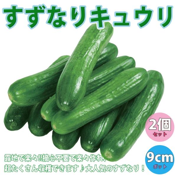露地で楽々作れ、摘芯(てきしん)しなくても超たくさん実がとれる！しっかり作ると1株から100本以上収穫できる!?通常のキュウリ品種は主枝にあまり実がつかない為、主枝を摘芯し、側枝(小づる・孫づる)に着果させます。「すずなりキュウリ」は主枝着...