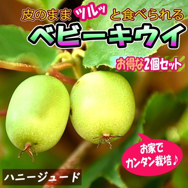 食味良好のベビーキウイの中では比較的大粒品種です。甘酸っぱさが魅力！皮ごとツルッと食べられます。果皮は美しい緑色の早生品種です。1本で結実する珍しい希少品種です。マタタビ科マタタビ属学名：Actinidia argut.和名：サルナシ耐寒性...