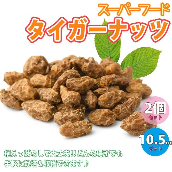 食物繊維がたっぷり含まれていてスーパーフードとして、ここ数年ニューヨークやヨーロッパでブームになり、改めて注目されています！タイガーナッツそのものに甘さがあるので、そのままポリポリ美味しい!!ミキサーにかけてスムージーなどにするとさらに食べ...