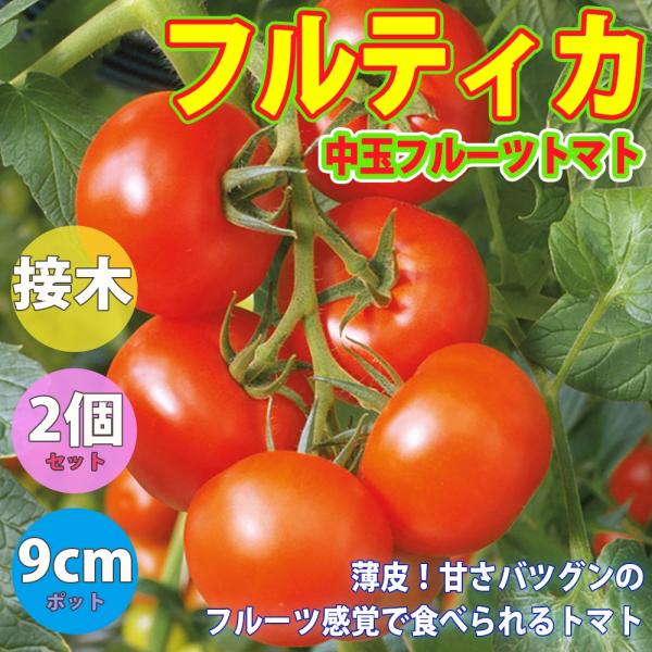 安心の接木苗！連作障害の主な原因は土の中の微生物が連作によって偏ってしまうために起こります。接木苗を使用することで連作障害軽減策になります。【検索キーワード】トマト苗 とまと苗 中玉トマト 中玉とまと フルーツトマト 苗木 野菜苗 ガーデニ...