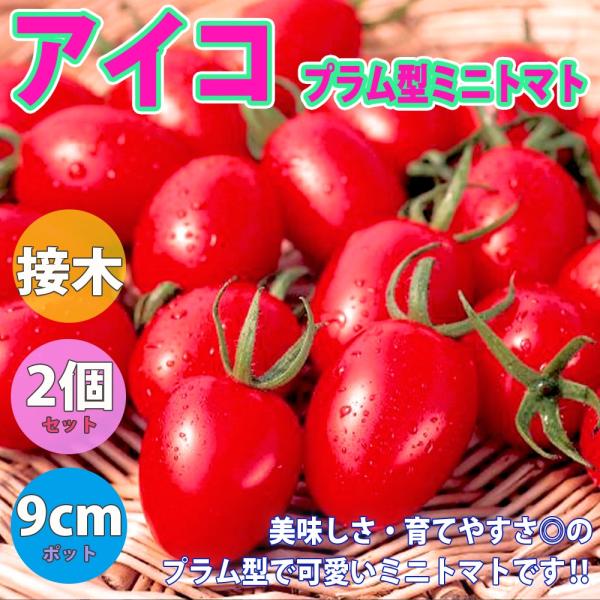 安心の接木苗！連作障害の主な原因は土の中の微生物が連作によって偏ってしまうために起こります。接木苗を使用することで連作障害軽減策になります。果肉が厚く、甘くて美味しい食べやすいプラム型の多収穫・高糖度ミニトマト!!葉カビ病、斑点病に強い!!...
