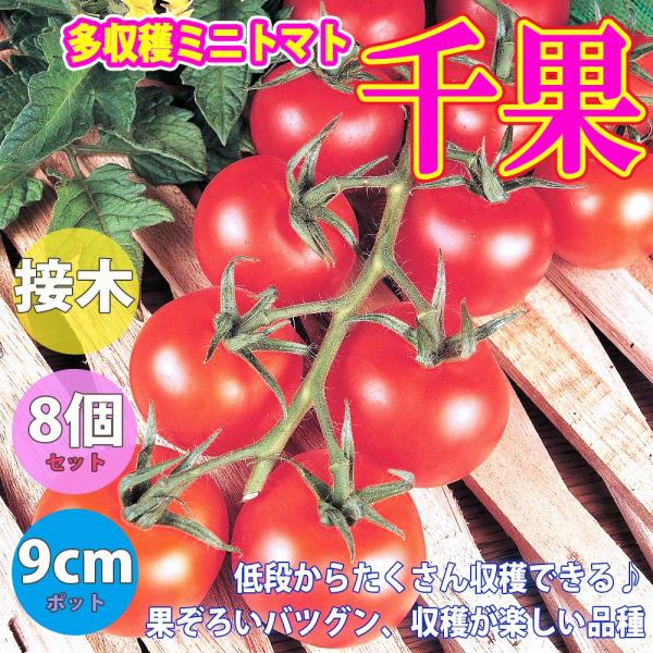 安心の接木苗！連作障害の主な原因は土の中の微生物が連作によって偏ってしまうために起こります。接木苗を使用することで連作障害軽減策になります。果色はツヤが美しい鮮赤色。糖度が高く、甘くておいしいミニトマト！病気にも強く栽培後半のスタミナも抜群...