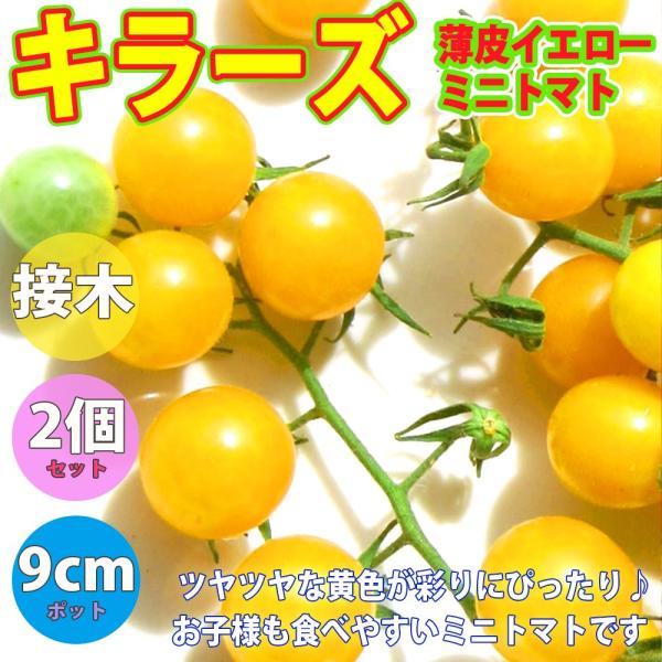 安心の接木苗！連作障害の主な原因は土の中の微生物が連作によって偏ってしまうために起こります。接木苗を使用することで連作障害軽減策になります。やわらかな食感と、艶のある綺麗な黄色の実!!糖度は高く安定し、酸味が弱くお子様でも食べやすい!!育て...