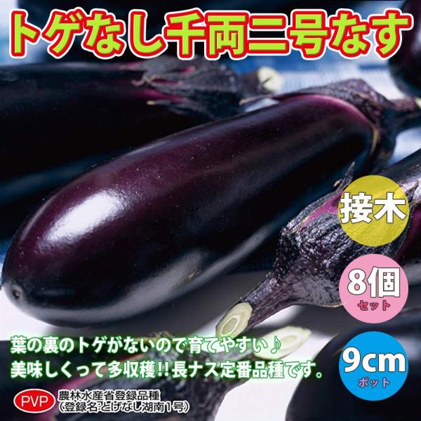 安心の接木苗！連作障害の主な原因は土の中の微生物が連作によって偏ってしまうために起こります。接木苗を使用することで連作障害軽減策になります。葉の裏のトゲが無いので作りやすい！育てやすくて美味しい!!多収穫中長ナスの定番！とげなし千両二号はや...