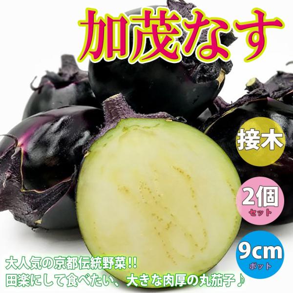 安心の接木苗！連作障害の主な原因は土の中の微生物が連作によって偏ってしまうために起こります。接木苗を使用することで連作障害軽減策になります。人気の京都伝統野菜！大きな丸なすで肉質は硬くしまって甘味があり美味！京都では味噌田楽にされる事が多い...