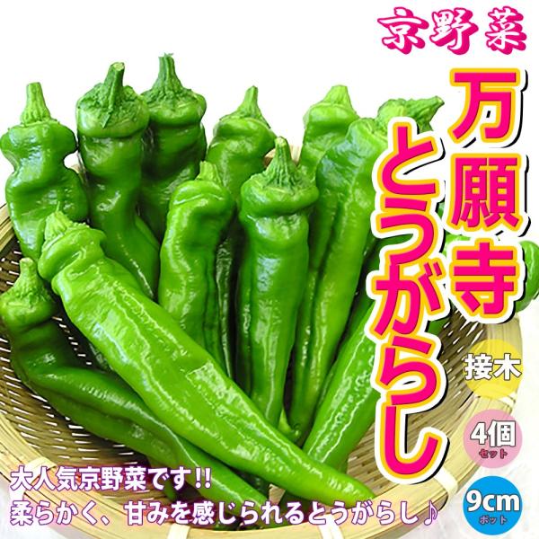 安心の接木苗！連作障害の主な原因は土の中の微生物が連作によって偏ってしまうために起こります。接木苗を使用することで連作障害軽減策になります。人気の京野菜!!大きさと甘さにビックリ!!とうがらしの中でも最大級の大実で肉厚!!柔らかな歯ごたえ、...