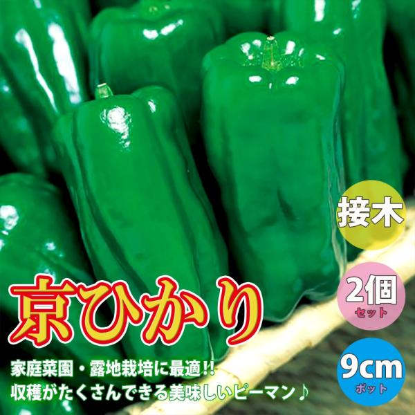 安心の接木苗！連作障害の主な原因は土の中の微生物が連作によって偏ってしまうために起こります。接木苗を使用することで連作障害軽減策になります。家庭菜園の露地栽培に最適の、育てやすくて沢山とれる美味しいピーマン!!病気にも強い!!【特徴】草勢は...