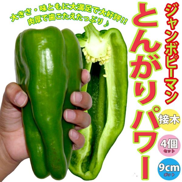 安心の接木苗！連作障害の主な原因は土の中の微生物が連作によって偏ってしまうために起こります。接木苗を使用することで連作障害軽減策になります。大きさだけが売りではなく、味で大変ご好評頂いております!!パプリカの血も入っているこのピーマンは肉厚...