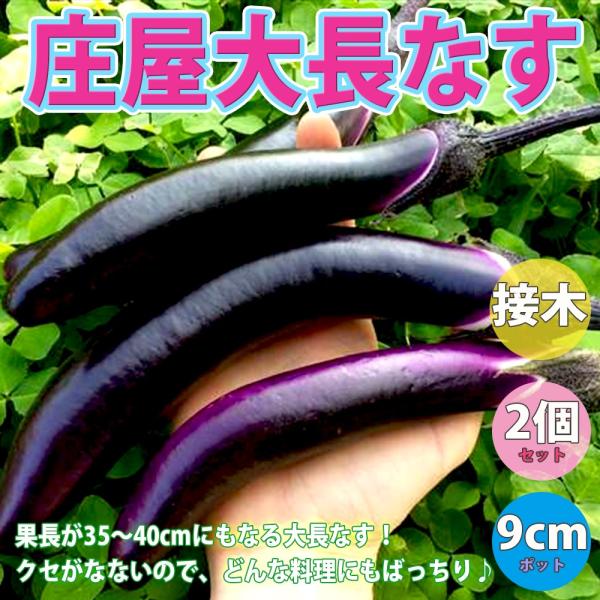 安心の接木苗！連作障害の主な原因は土の中の微生物が連作によって偏ってしまうために起こります。接木苗を使用することで連作障害軽減策になります。焼きナスにすると絶品!!果長35〜40cm程度にもなる品質のよい大長ナス。草姿は立性で草勢が強く、耐...