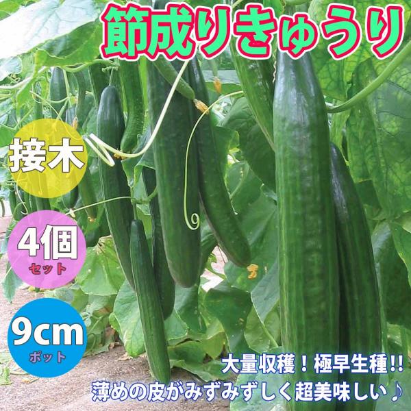 安心の接木苗！連作障害の主な原因は土の中の微生物が連作によって偏ってしまうために起こります。接木苗を使用することで連作障害軽減策になります。本当に良く成り、主枝・側枝共に雌花率90〜100%とほぼ完全節成のキュウリ。果実肥大も早い極早生品種...