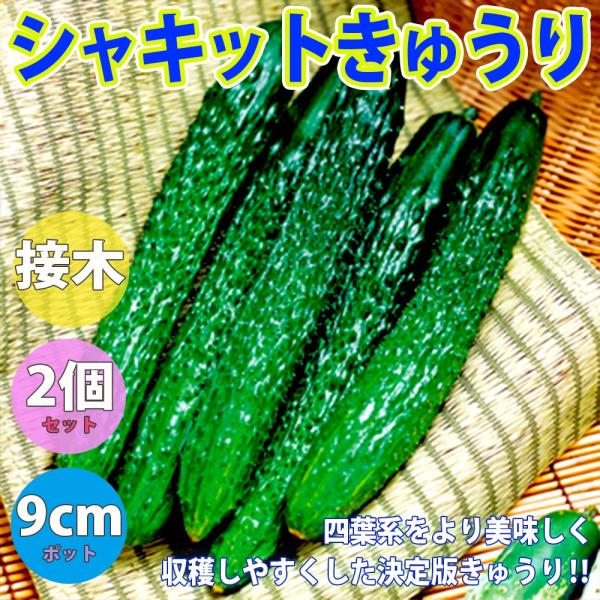 安心の接木苗！連作障害の主な原因は土の中の微生物が連作によって偏ってしまうために起こります。接木苗を使用することで連作障害軽減策になります。きゅうり本来の食味が味わえる、みずみずしさを持った短形四葉の決定版!!果実は21〜22cmと、従来の...