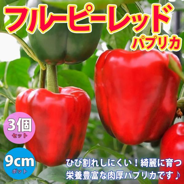果皮にヒビが出にくい赤色パプリカです。普通ピーマンと比べてビタミンA・Cを多く含み、甘みが強く肉厚で食味良好！果実は揃いのよいベル形で尻づまりが良い。初期および、低温・少日照下でも安定した着果で育てやすい品種で丈夫で作り易い!!【特徴】果皮...