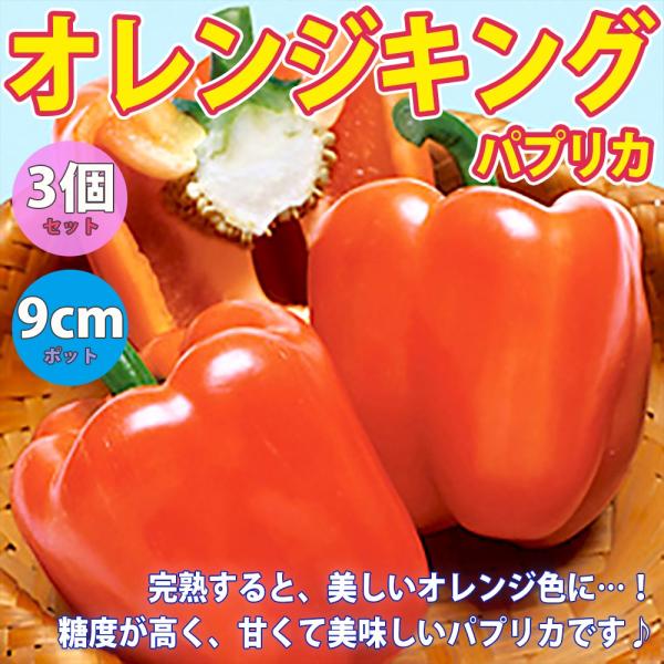 果重200g、肉厚のジャンボピーマン！果色は、完熟すると美しいオレンジ色に仕上がる。葉は中葉で節間は中位で、栽培容易な豊産種！家庭菜園に向き、熟果はピーマン臭が少なくて糖度は高く食味が良い。【特徴】果色は、完熟すると美しいオレンジ色に仕上が...