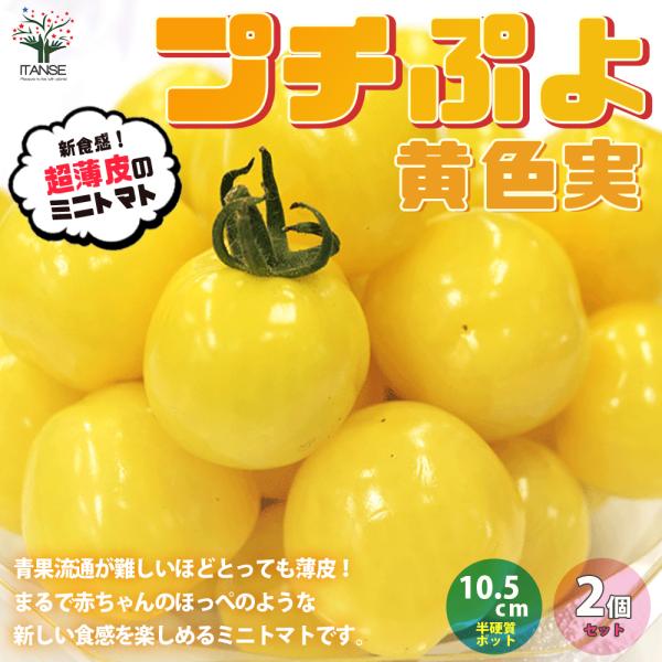 赤ちゃんのポッペのように皮がプヨプヨに柔らかい、新食感ミニトマト!!皮が薄すぎて、青果市場ルートでは流通できないので、自分で育てて作るしかないプレミアムミニトマト!!丸ごと口に放り込むと、熟したサクランボを噛んだ時のように食感が柔らかく、皮...
