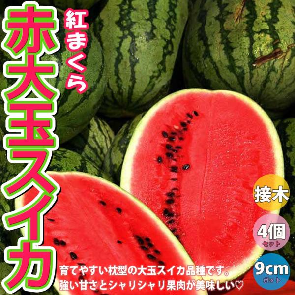スイカは接木苗が作りやすい!!家庭菜園向きで草勢は中くらいで扱いやすく、低温時の着果・肥大も抜群!!【育て方】■土づくり水はけのよい土を特に好みます。土壌適応性は高いですが、酸性土壌を嫌うため、植え付け2週間前に苦土石灰100g/m2を混ぜ...