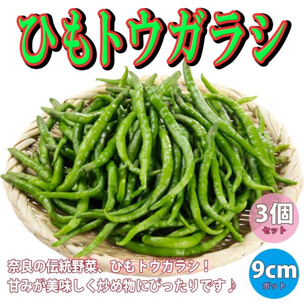 奈良の伝統野菜！サッと炒めて簡単オツマミに!!細長くてちょっとピリ辛いろんな料理に合います!直径5ミリ程度(鉛筆より細い程度)で細く、濃緑色で皮のやわらかい、甘みがあってすこしだけピリ辛のとうがらし。夏から秋にかけて枝いっぱいに細長い果実を...