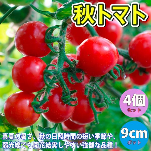 真夏の暑さ、秋の日照時間の短い季節や、弱光線でも開花結実しやすい強健な品種です！糖度ものりやすく、食味が良い美味しいミニトマトです。野菜用深めのプランターでも簡単に栽培できます。6月から少し涼しくなった9月に植えて秋に収穫できるミニトマトで...