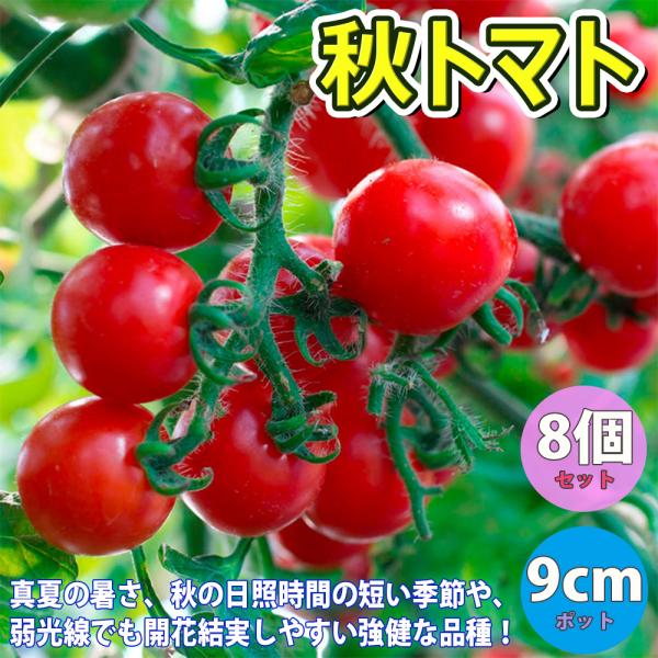 真夏の暑さ、秋の日照時間の短い季節や、弱光線でも開花結実しやすい強健な品種です！糖度ものりやすく、食味が良い美味しいミニトマトです。野菜用深めのプランターでも簡単に栽培できます。6月から少し涼しくなった9月に植えて秋に収穫できるミニトマトで...
