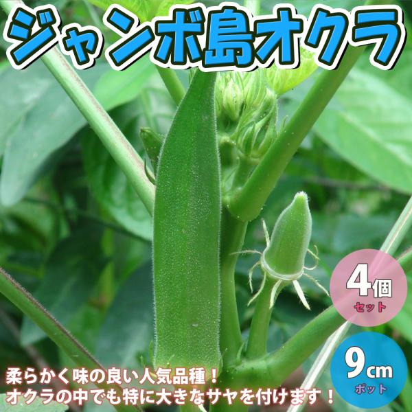 味の良い人気品種で、オクラの中でも大きなサヤを付けます!!（最長約15cm前後）サヤは角の目立たない丸型で大きくてもスジばらず比較的やわらかく、食べやすいタイプです。樹の高さも畑植えの場合は1.3m〜2m近くなる場合もある大型品種です。?【...