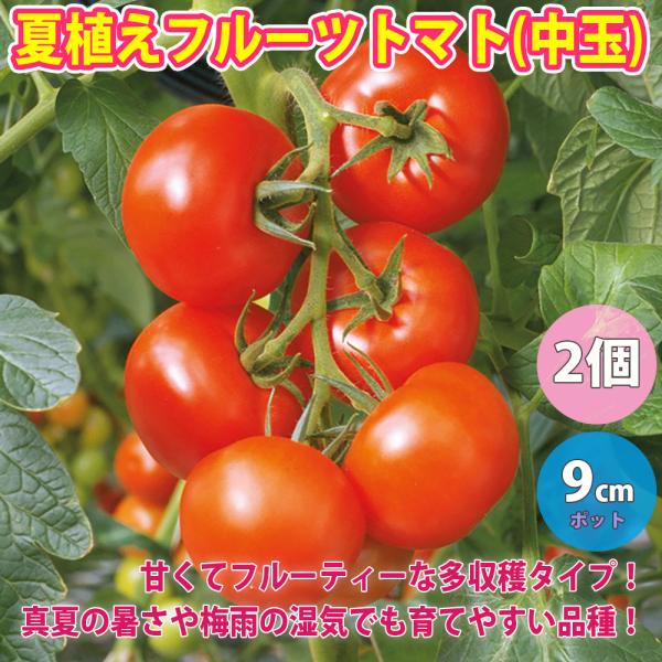 夏から秋にかけて長期間収穫できる甘い中玉フルーツトマトです。真夏の暑さや湿気、秋の日照時間の短い季節や、弱光線でも開花結実しやすい強健な品種です！【検索キーワード】トマト苗 とまと苗 中玉トマト 中玉とまと フルーツトマト 苗木 野菜苗 ガ...