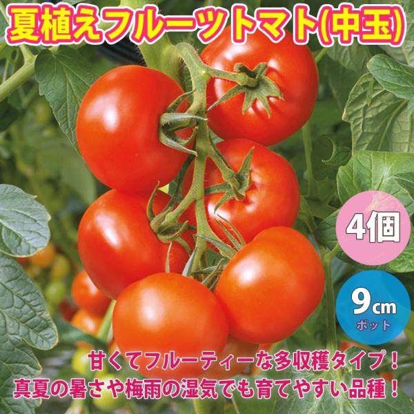 夏から秋にかけて長期間収穫できる甘い中玉フルーツトマトです。真夏の暑さや湿気、秋の日照時間の短い季節や、弱光線でも開花結実しやすい強健な品種です！【検索キーワード】トマト苗 とまと苗 中玉トマト 中玉とまと フルーツトマト 苗木 野菜苗 ガ...