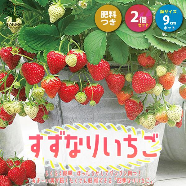 いちご専用肥料(200g)付きです！果実は糖度が高く「とちおとめ」並みの12〜15度程度、いちごらしい華やかな香りで「女峰」と同じくらい硬く傷みにくく、粒の揃いも抜群。一般の一季成り品種は、ある程度気温が下がり、日照時間が短くならないと花芽...