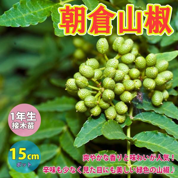 雌雄同株で１本で結実します。実取りサンショウの中でも香りが特に良く育てやすい人気品種。耐寒性が強く、寒冷地の標高の高い処以外、日本全国で栽培可能です。(耐寒性などはあくまで目安です。毎年の気候や地域により変わります。ご了承ください)学名：Z...