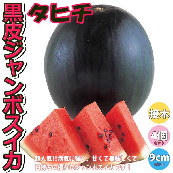 黒皮の大玉スイカ品種です!!病気に強くてつくりやすく、実の重さは7〜8kgにもなるジャンボサイズ!!果肉は鮮やかな紅赤色、糖度は約12度、肉質はしまり、日もち・食味がとくにすぐれています。つる割病と炭そ病に対して耐病性あり。スイカは接木苗が...