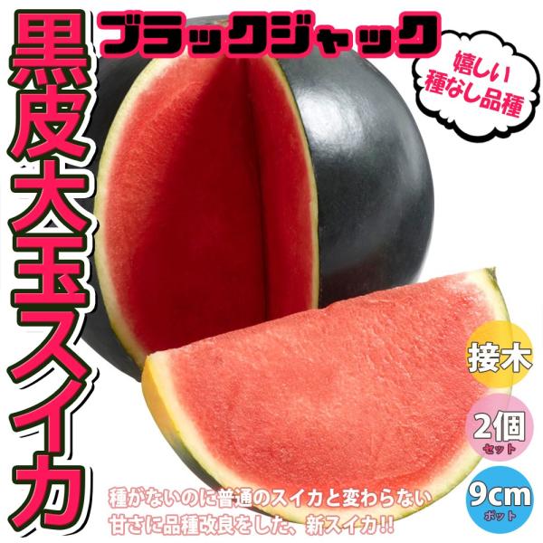 ブラックジャックスイカはほとんど種のないスイカで、種なしでありながら味や糖度、形や食感を落とさないように品種改良に成功した新しいスイカです。他の3倍体スイカより草勢がおとなしいのでつくりやすく、実の重さは6〜8kgにもなる大玉!!他の種なし...