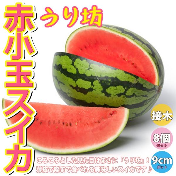 イノシシの子供のようにころころとした姿は愛らしく、小玉スイカといえども1玉2kg〜3kgほどあります。しかも皮が薄いので、皮際までしっかりと食べることができます。果肉は鮮やかな濃い桃紅色で、糖度も非常に高く、13度ぐらいまで上がります。楕円...