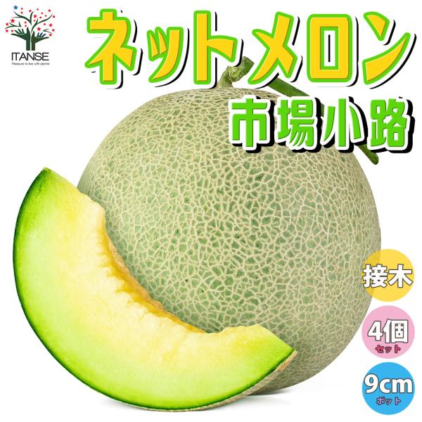 アールスメロンよりネットの盛り上がりは少ないが、育てやすくておいしいメロン!!果肉は非常に厚く、追熟と共にメルティング質となり、食味は極良！ネットは低く密に発生し果形は球形で1.8kg前後。糖度は16度内外と高い。うどんこ病、つる割病レース...