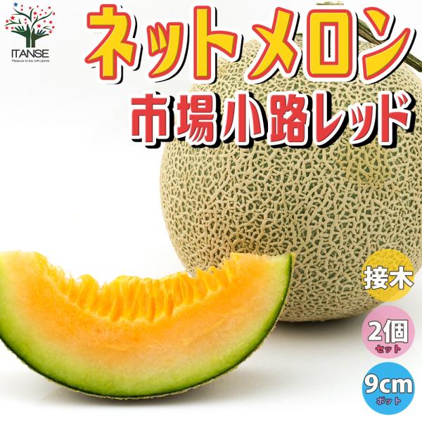 美しい外観の赤肉メロンで栽培容易!!アールスに劣らない「外観」と地這系メロンの「作りやすさ」の融合。根の活力、蔓もちが良く、個数を着果させても品質が落ちず、高い収量性。地這栽培でも簡単にアールスメロン並みの『美ネット』に。メロンは接木苗が作...