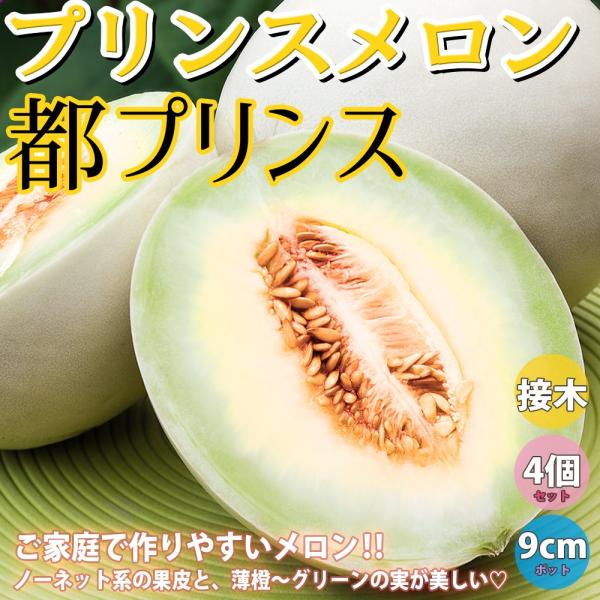作りやすいプリンスメロン!!果実は高球形で600g内外。果皮は白灰緑色で美しく、果肉は淡橙色で果皮の近くは緑色。糖度は14〜15度で安定し、食味良好。草勢は旺盛であるが、ツル細く、葉の大きさは中〜大で多少切れ込みがある。耐病性に優れ、低温少...