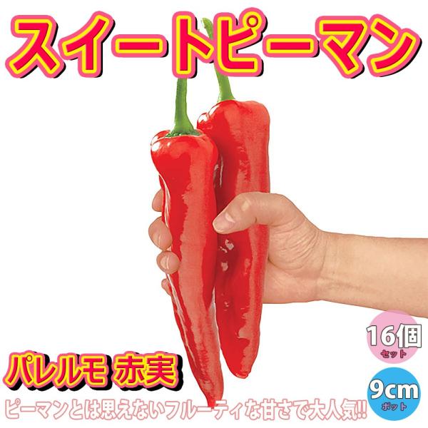 驚きの甘さとフルーティーな香り!簡単に普通のパプリカより沢山とれる!ピーマンとは思えないフルーティな甘さで大人気!!実のサイズは超大型ですが沢山収穫できます!!加熱調理すると旨味が増します!!多収穫タイプです。通常のパプリカより沢山なります...
