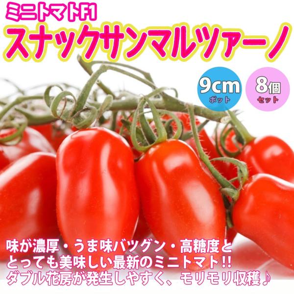 一番の売りは味が濃厚でうま味が強く、糖度が高い!イタリアの食卓に欠かせないサンマルツァーノトマトをミニトマトにした最新トマト。サンマルツァーノは調理用というイメージですが、「スナックサンマルツァーノ」は生食でも濃厚な旨みがありスナックになる...