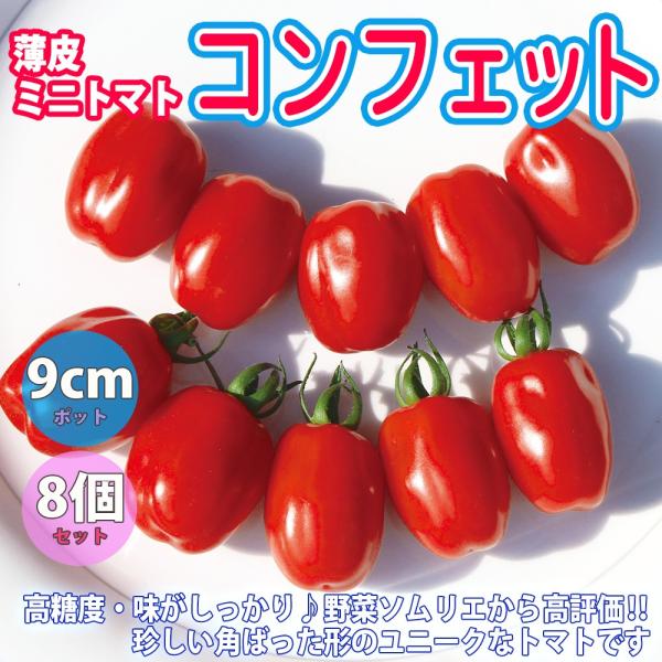 コンフェットは四角形のような形が面白く、しっかりした味と果肉！実が少し角ばったサイコロ型の非常にユニークな美味しいミニトマト。野菜ソムリエなどのトマト好きがあつまる食べ比べでも高評価！ トマトのさわやかさを感じる濃い味で、しっかりつまった感...