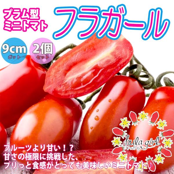 フラガールは、食味を極限まで追求した新品種。トマト先進国のヨーロッパやアメリカで大人気の、実をかんだ時にゼリー部が飛び出しにくく「パキッ」とした歯触りの良い新食感のクランチータイプミニトマト!家庭の露地栽培でとっても甘くつくれて、お子様でも...