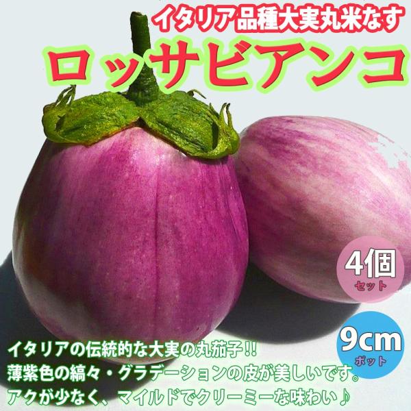 美味しいイタリアの伝統的品種の大型丸米ナスで、うまく育てると直径12cm程度まで実が大きくなります。実は肉厚で、アクが少なく、マイルドでクリーミーな味わいはオリーブオイルによく合います。果皮は美しい紫と白の縞模様またはグラデーションに色づき...